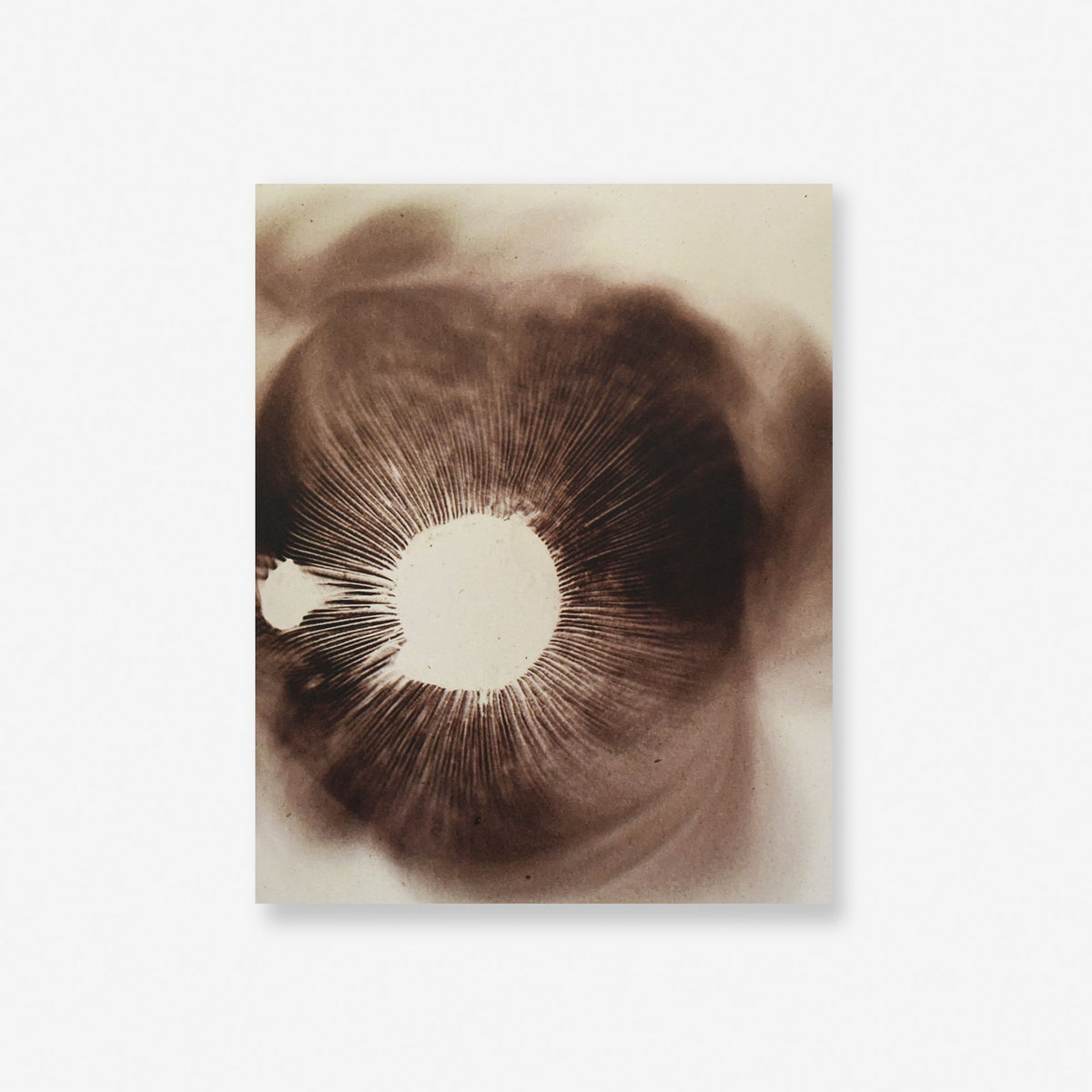 Mushroom Sport Print No. 20 Art Print | Botanical Art Print – June ...