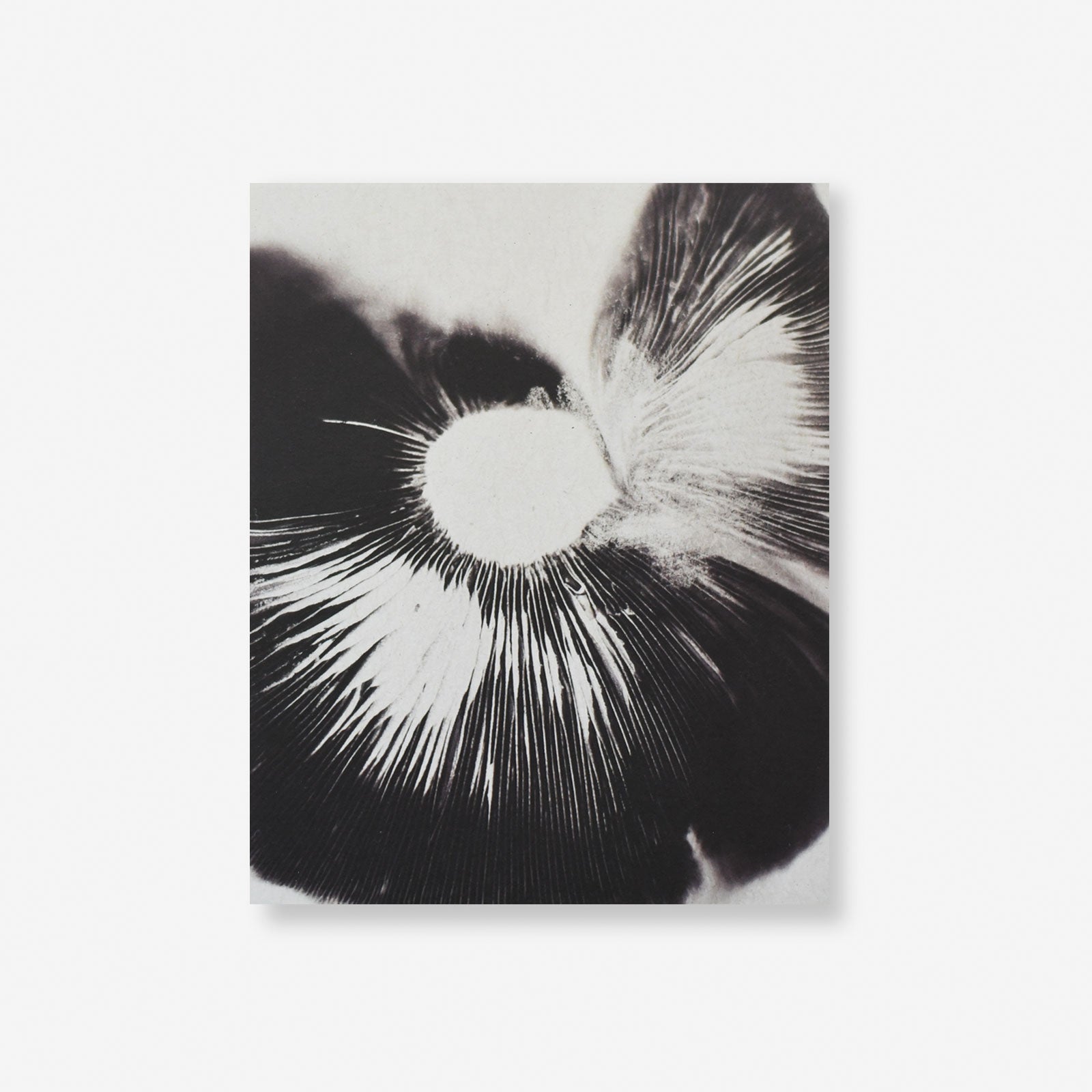 Mushroom Spore Prints – June & December