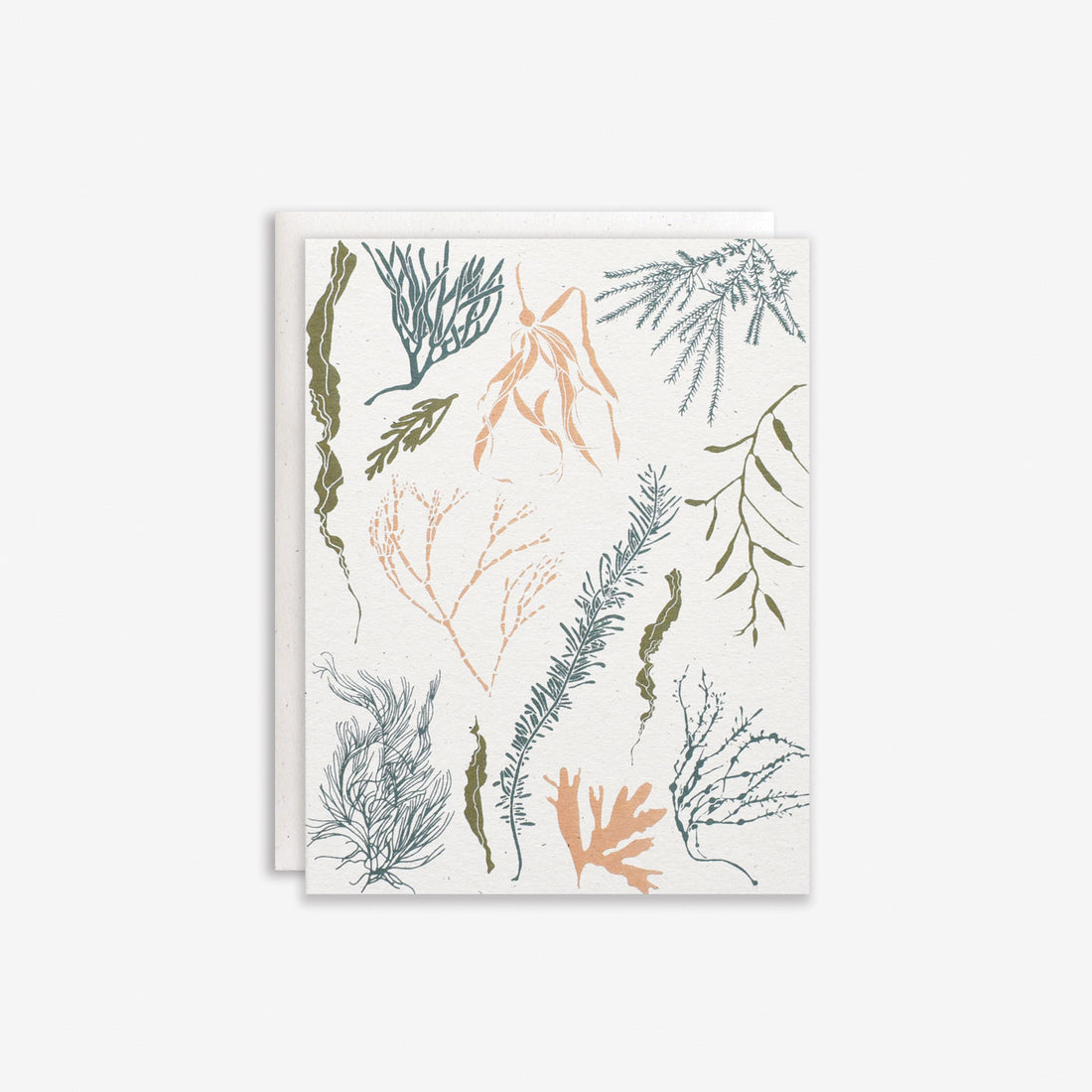 Atlantic Seaweeds Everyday Card | Recycled Greeting Card – June & December