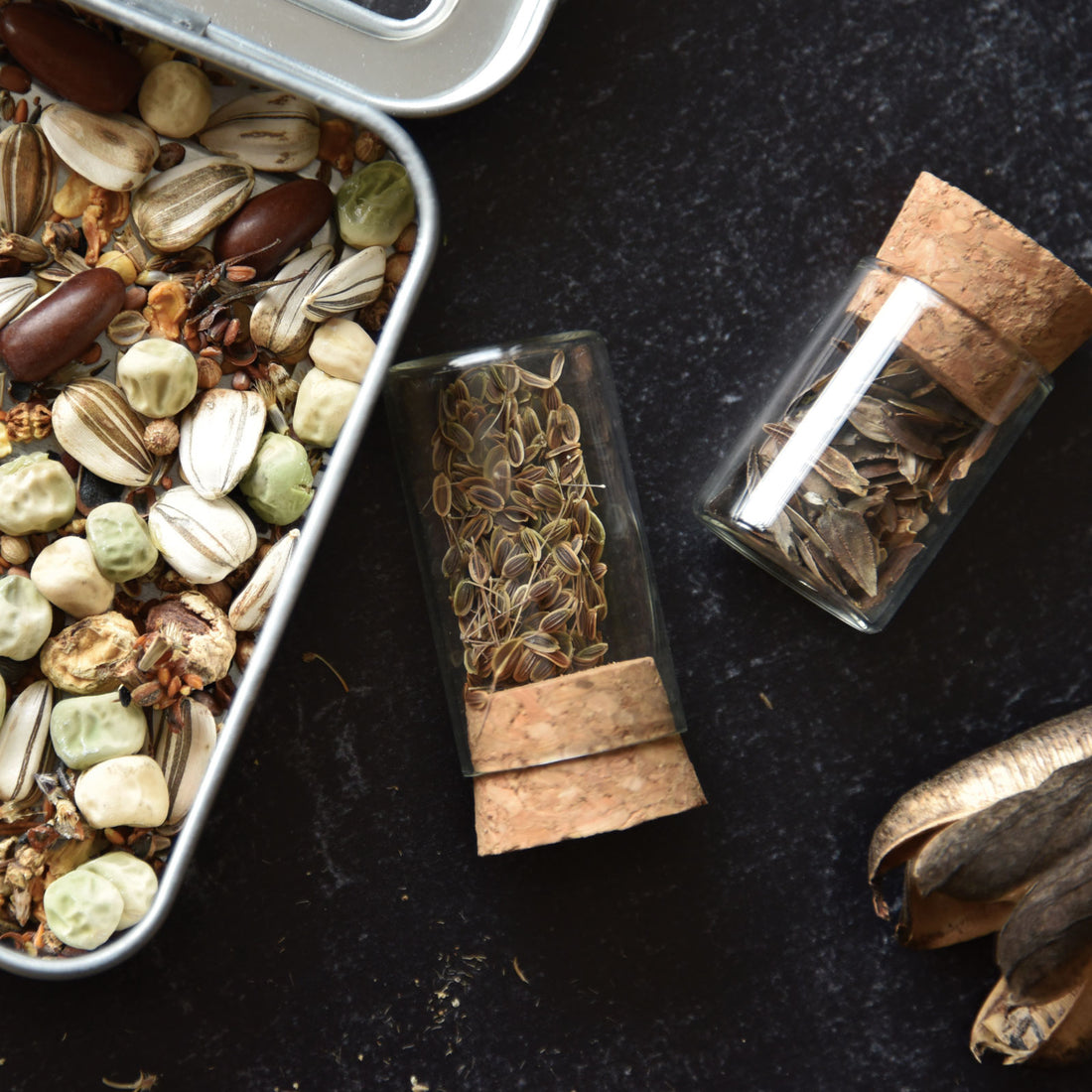 Seed Collecting Kit | Heirloom Garden Seed Saving Kit – June & December