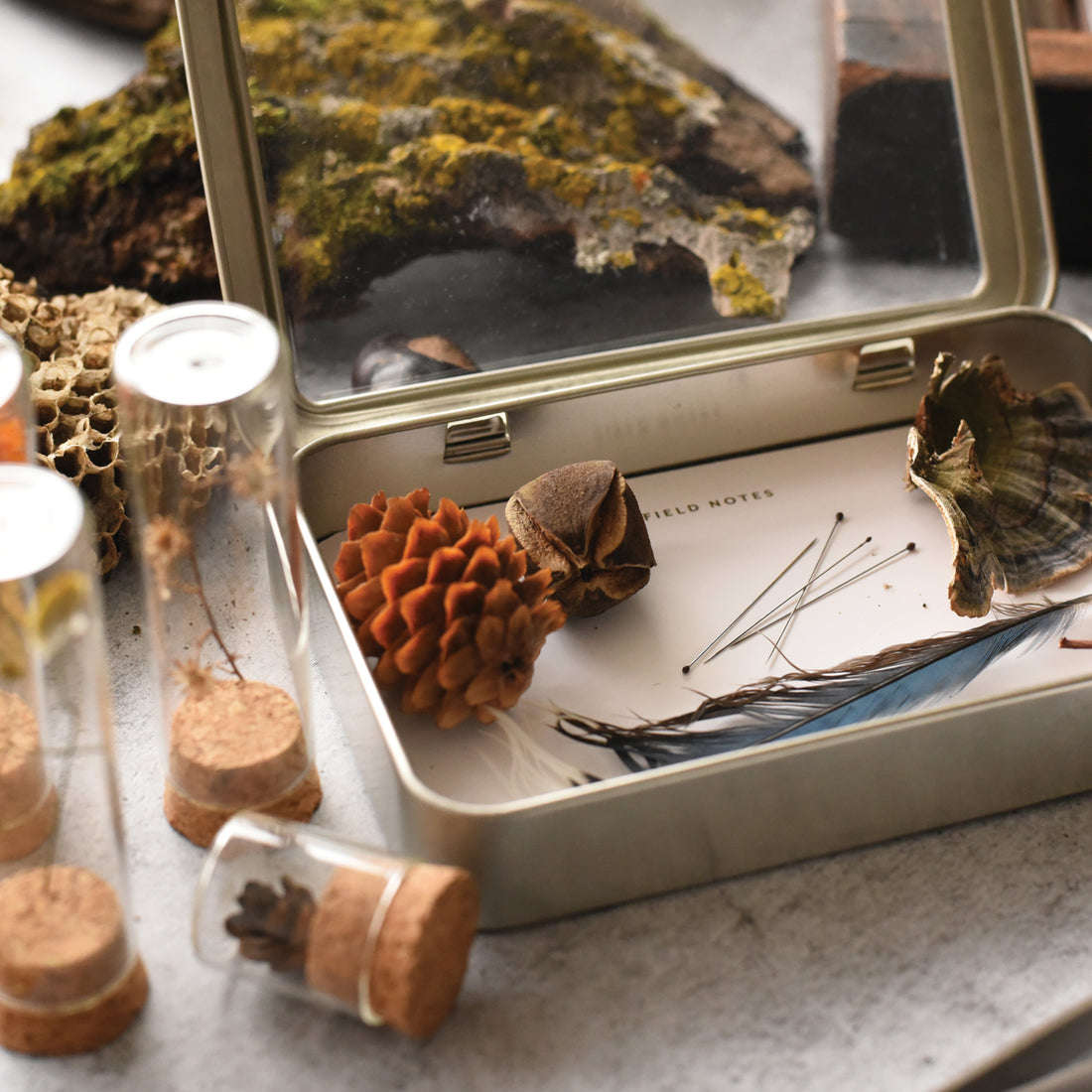 Specimen Collecting Kit | Bug, Rock, Nature, and Forest Kit – June ...