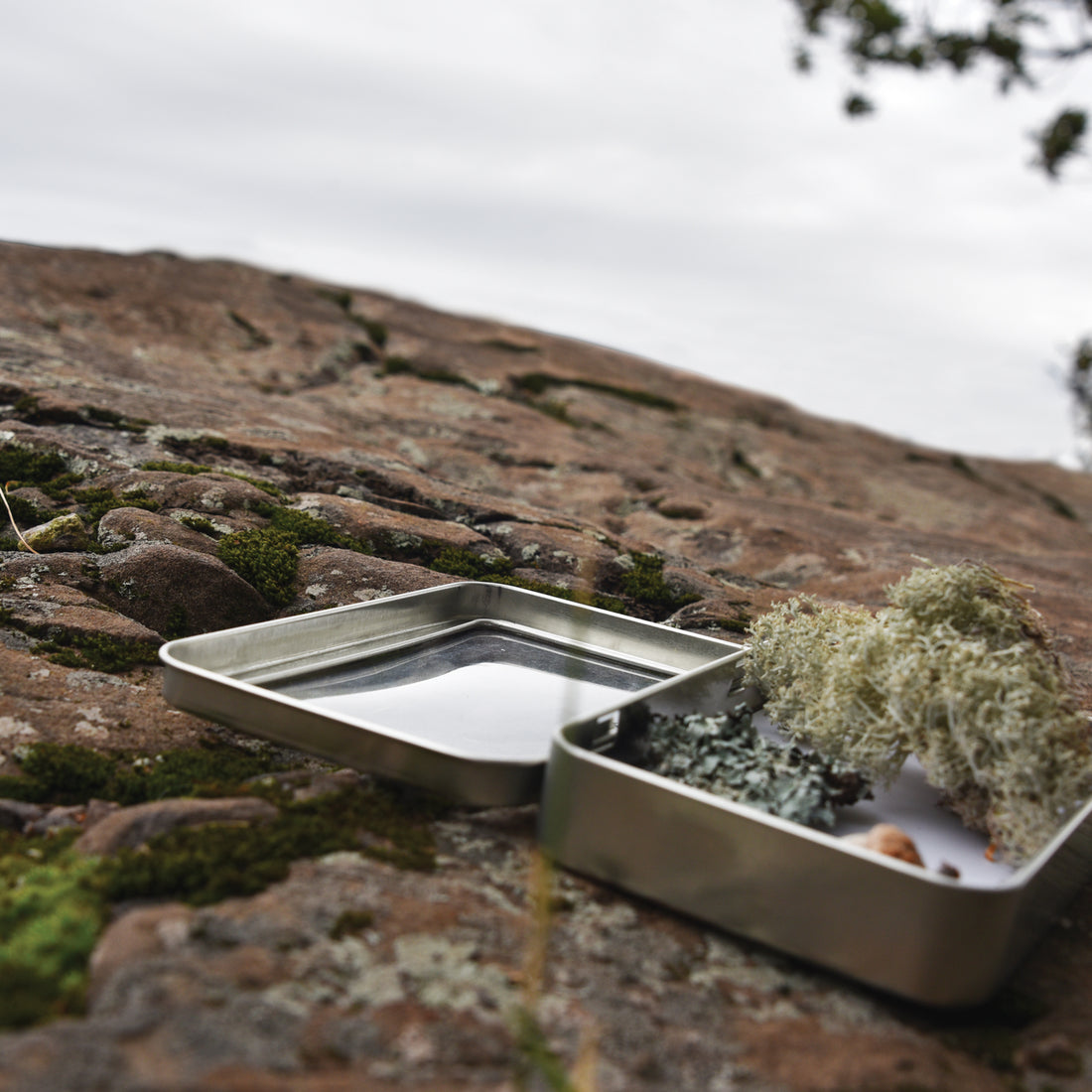 Specimen Collecting Kit | Bug, Rock, Nature, and Forest Kit – June ...